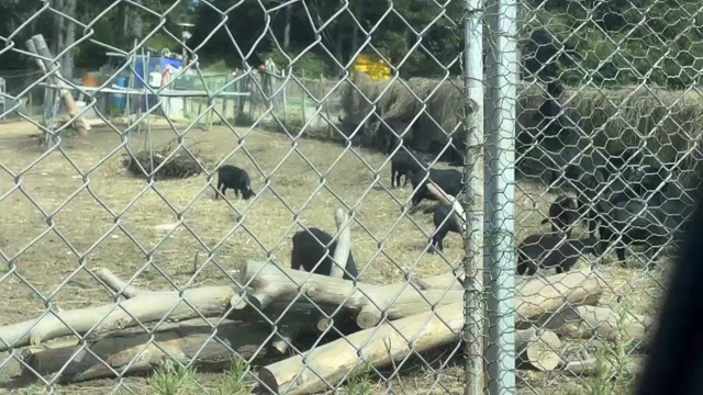 흑염소 만나러 갑니다.. 다시보기X | SOOP VOD